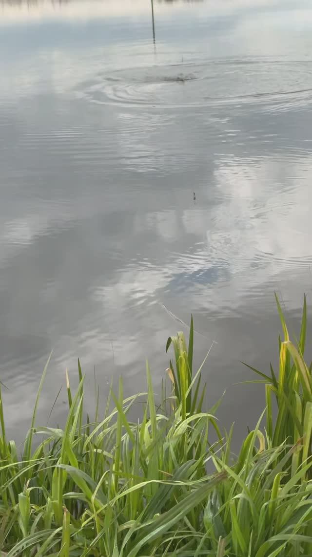 КАРП ГНЕТ УДИЛИЩЕ 🎣🔥