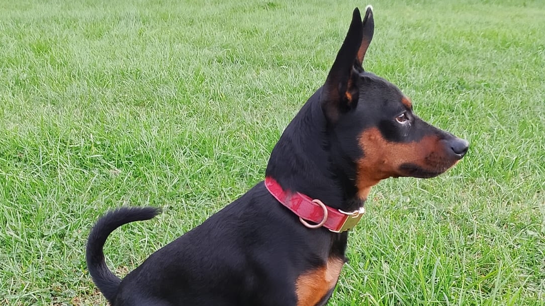 🎬 ДНЕВНИКИ ПЕРЕДЕРЖКИ: Гимн цвергпинчера: Песня о том, как Тимон покорил передержку!