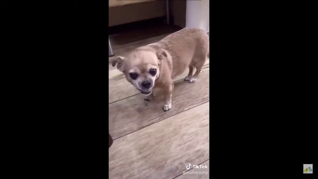 парень и чухуахуа 1 часть