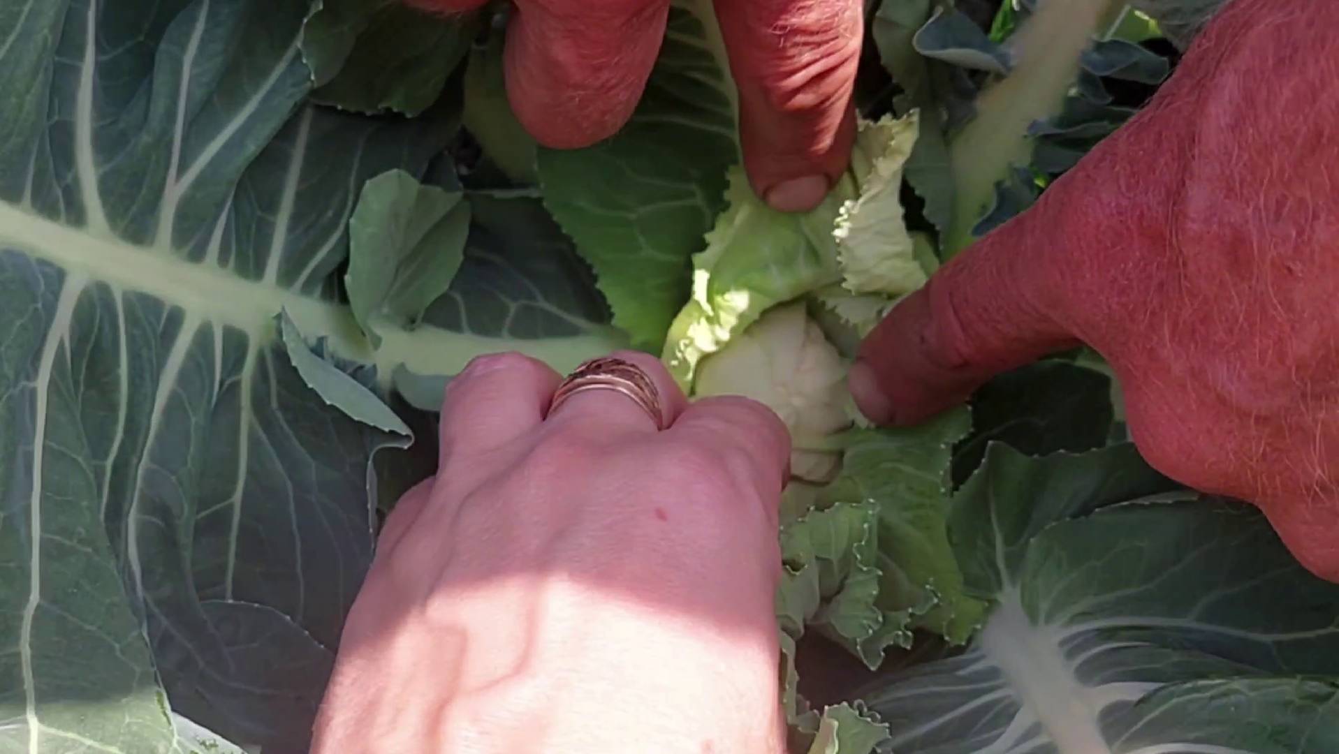 Дневник Агронома № 33