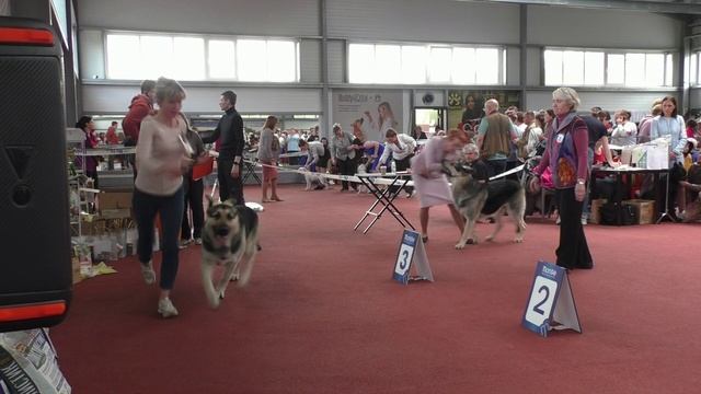 Класс чемпионов