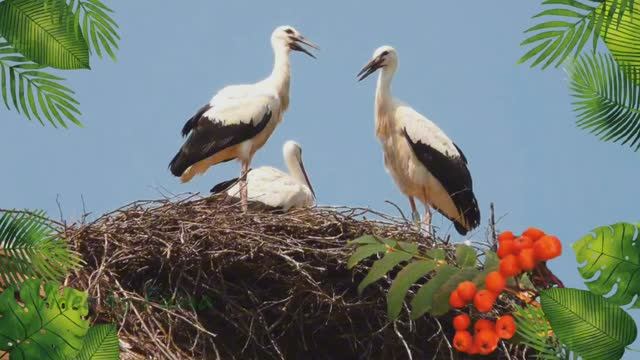 АИСТ НА КРЫШЕ - МИР НА ЗЕМЛЕ #cover