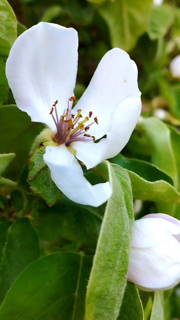 Цветёт айва. Крым.
