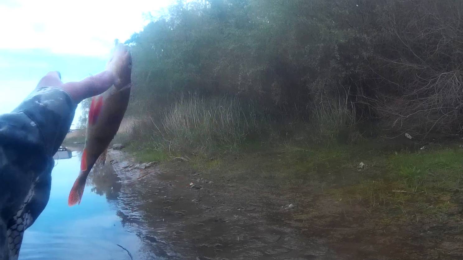 Не активный окунь и отводной на Ахтубе