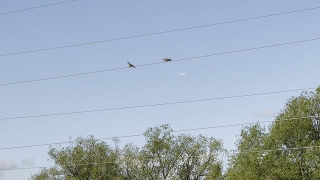 Обработали участок, тюльпаны цветут ❤️