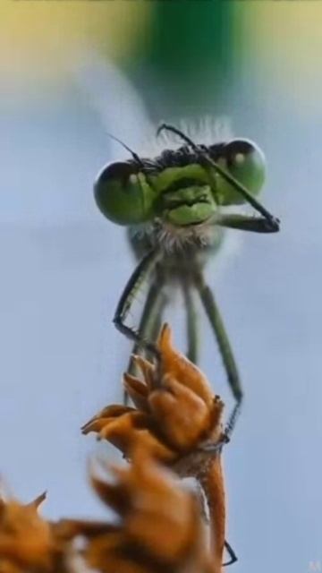 Стрекоза умывается