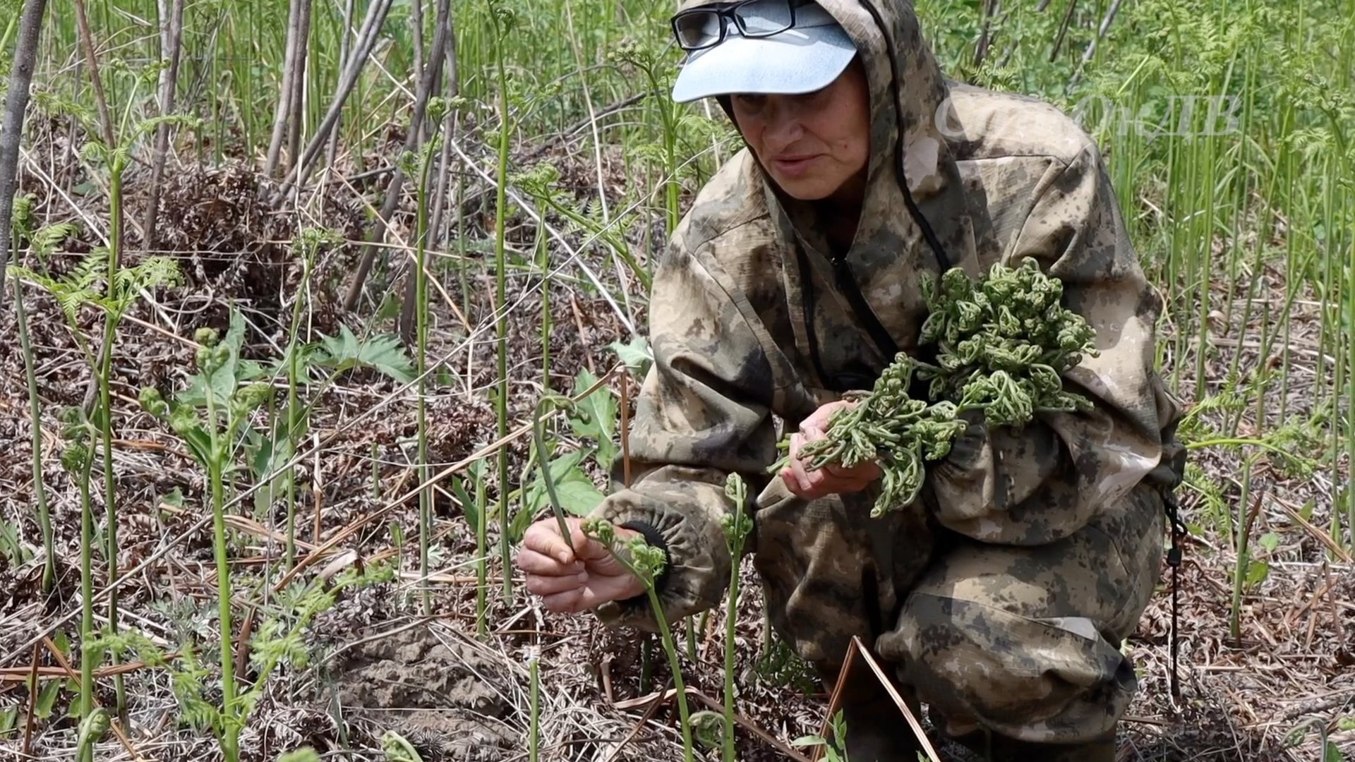 Папоротник Орляк, большой выпуск. Ответы на вопросы: Когда и как собирать? Как солить? Как хранить?