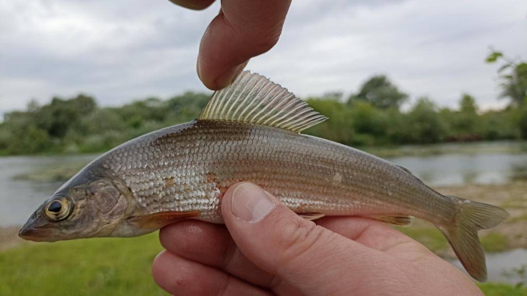 Хариус на лесной реке