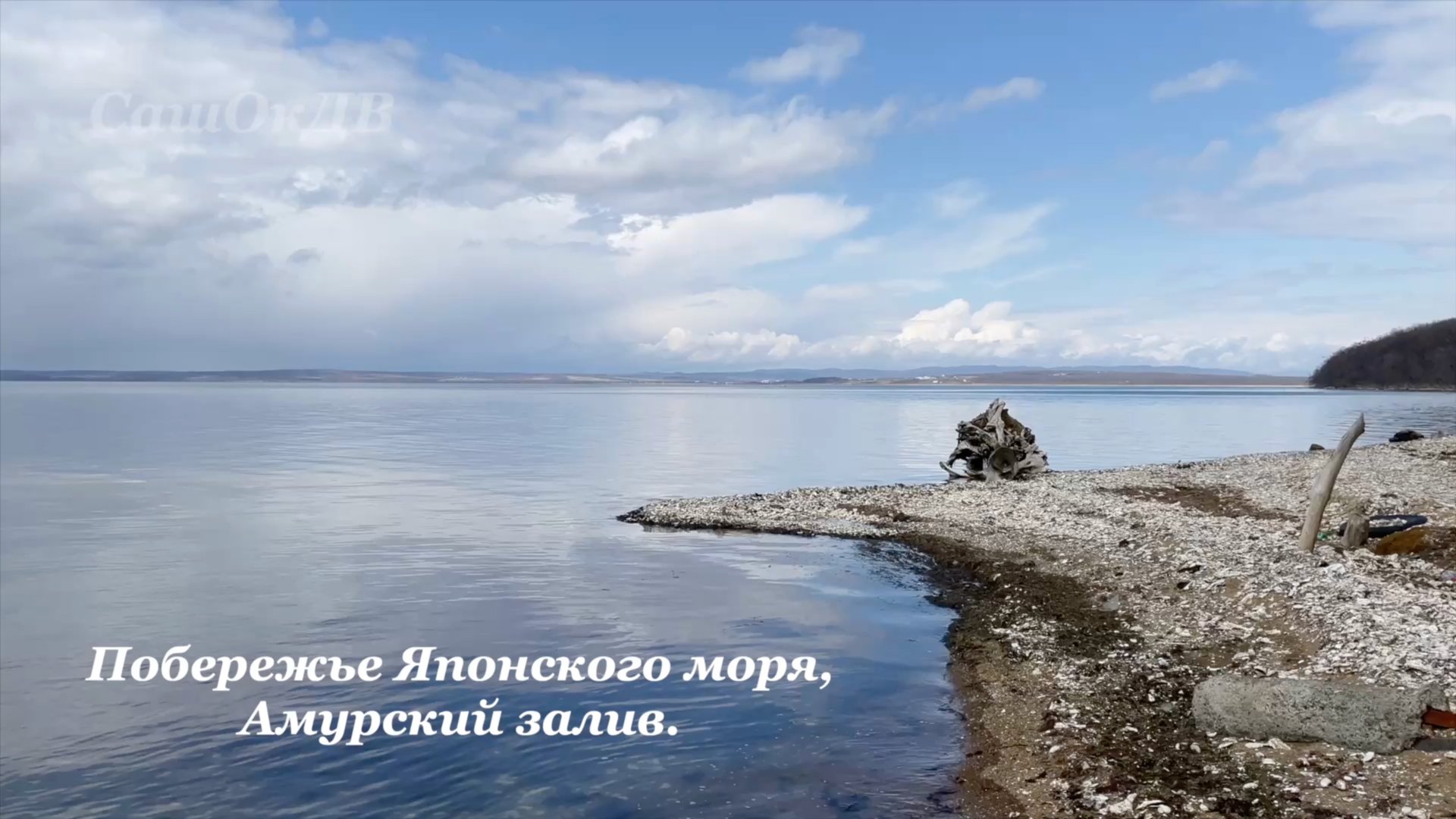 Японское море, утки на деревьях...