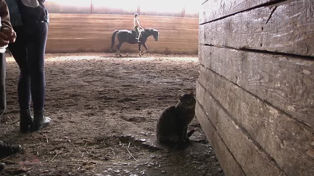 Конно-спортивный  клуб " Виола" (2) г Сызрань "без прикрас "