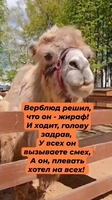 Хорошего настроения, позитива на весь день.