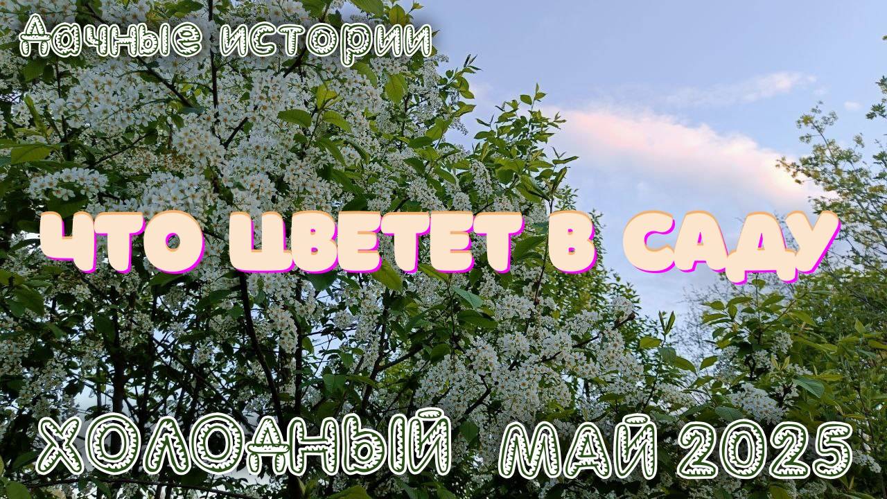 Дачные истории | Что цветет в мае в нашем саду | Холодный май 2025