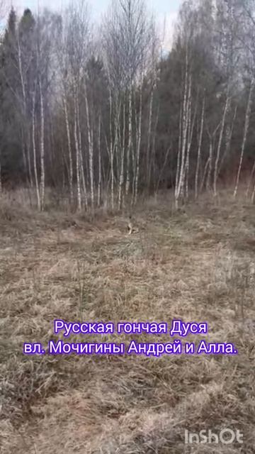 Русская гончая Дуся вл. Мочигины Андрей и Алла. #собака #топ #охотасгончей #trout