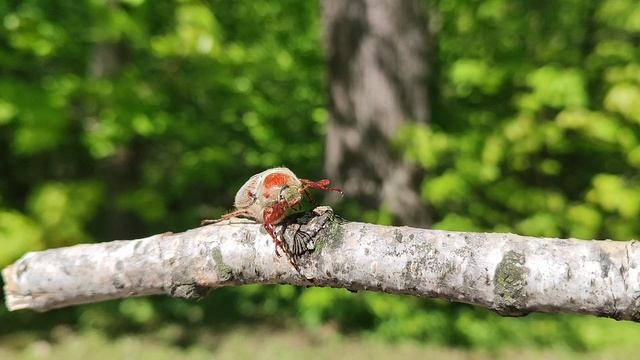 Майский жук. Усатый красавчик. Москва. Весна 2025
