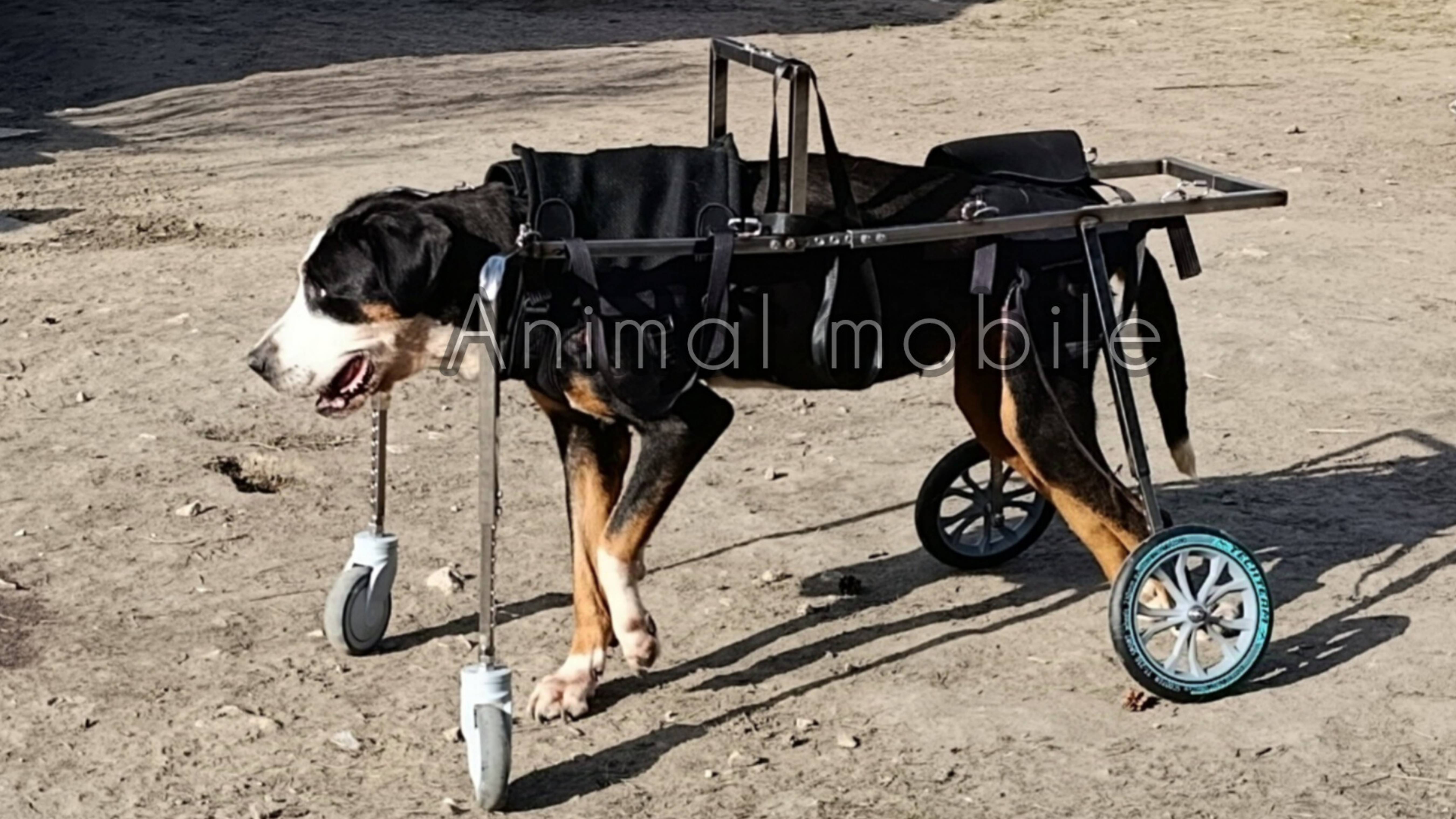 Четырехколесная коляска Animal mobile с нижней посадкой. Как посадить собаку в коляску