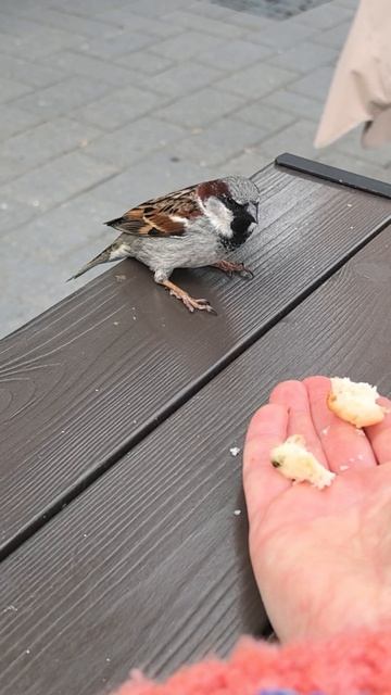 2025г. Кремлёвская бригада. Ф