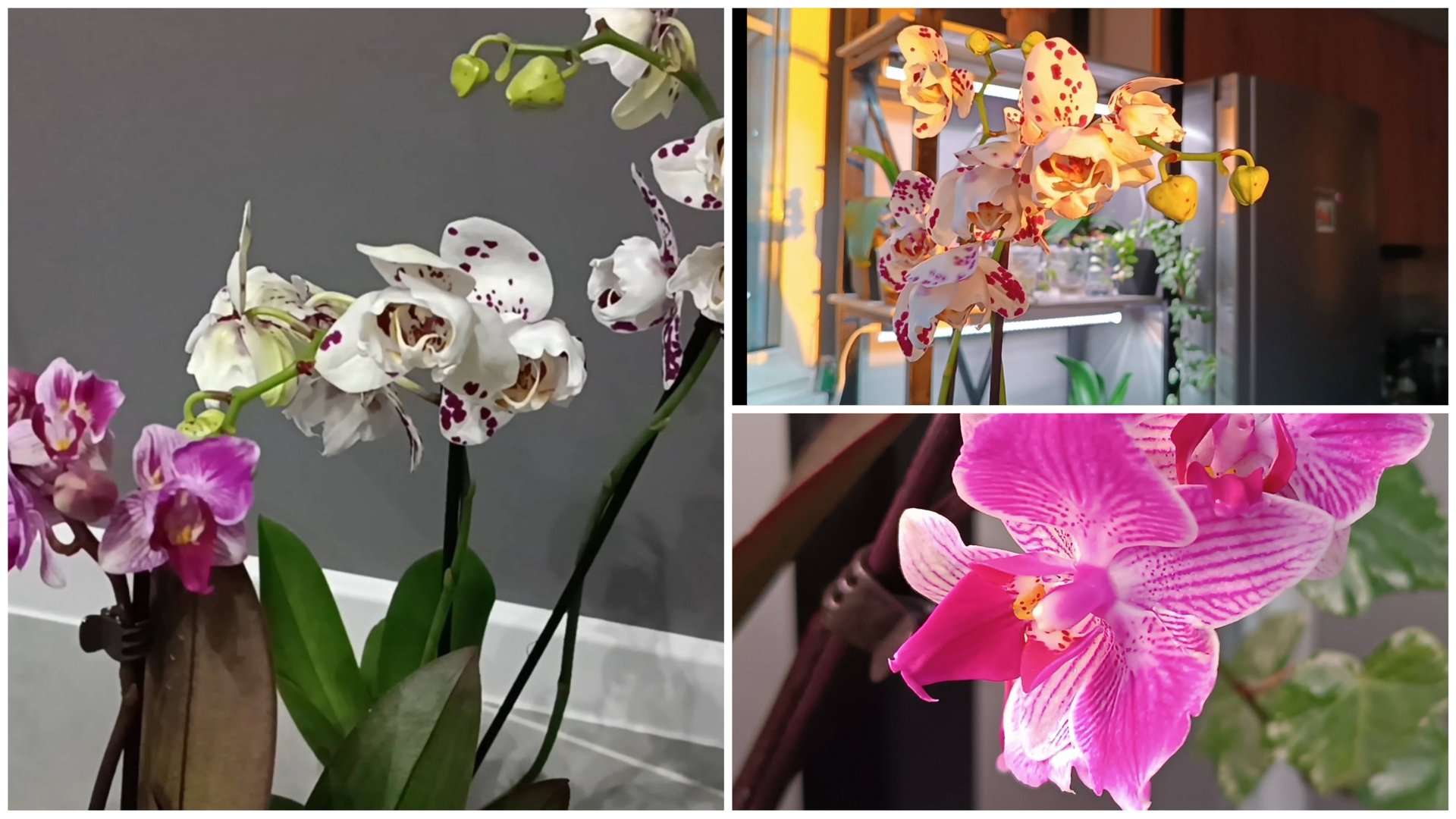 ПЕРЕСАДКА двух ОРХИДЕЙ✅