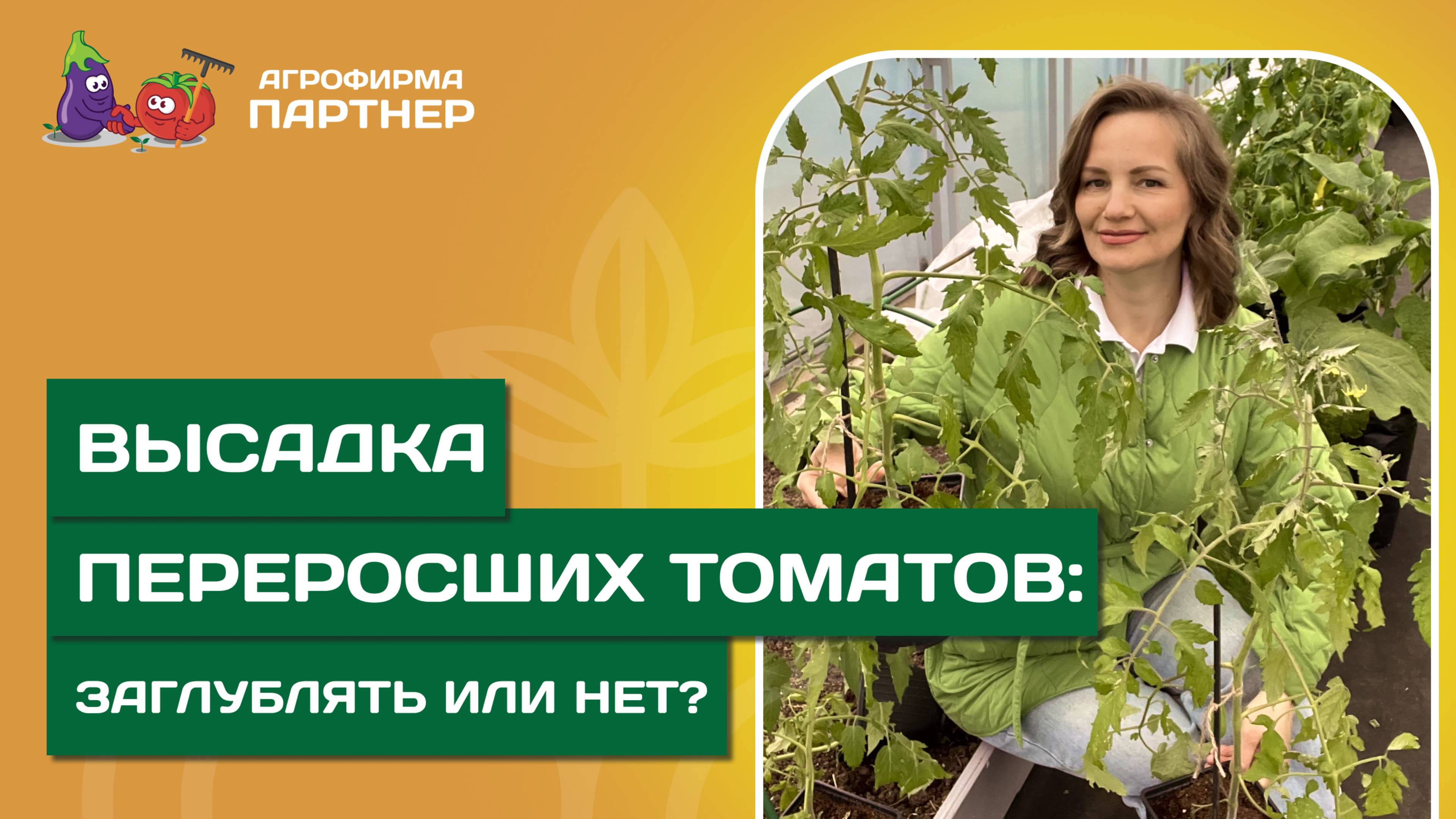ЧТО ДЕЛАТЬ С ПЕРЕРОСШЕЙ РАССАДОЙ ТОМАТОВ: как правильно высаживать и как помочь адаптироваться