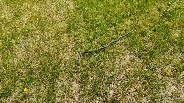 Осторожно, змеи!