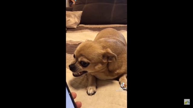 парень и чухуахуа 2 часть