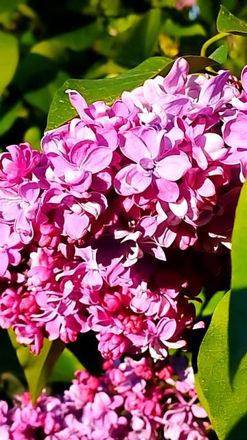 Цветёт сирень. Крым. Новый Свет.