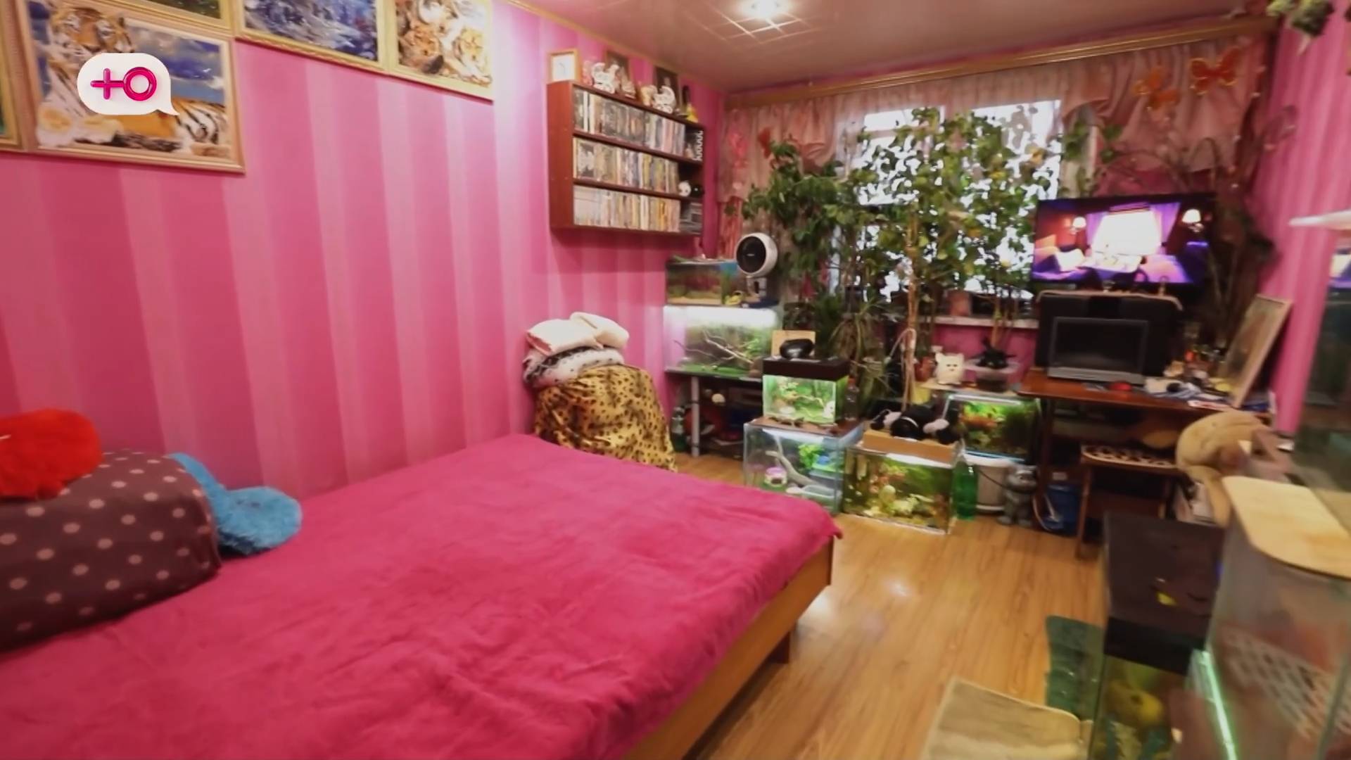 Врачи предположили, что причина выкидышей это зоопарк в доме