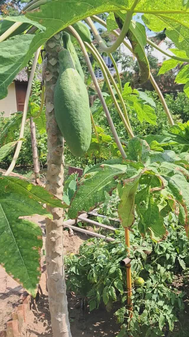 Caman Village, Vietnam, Каман ботанический сад