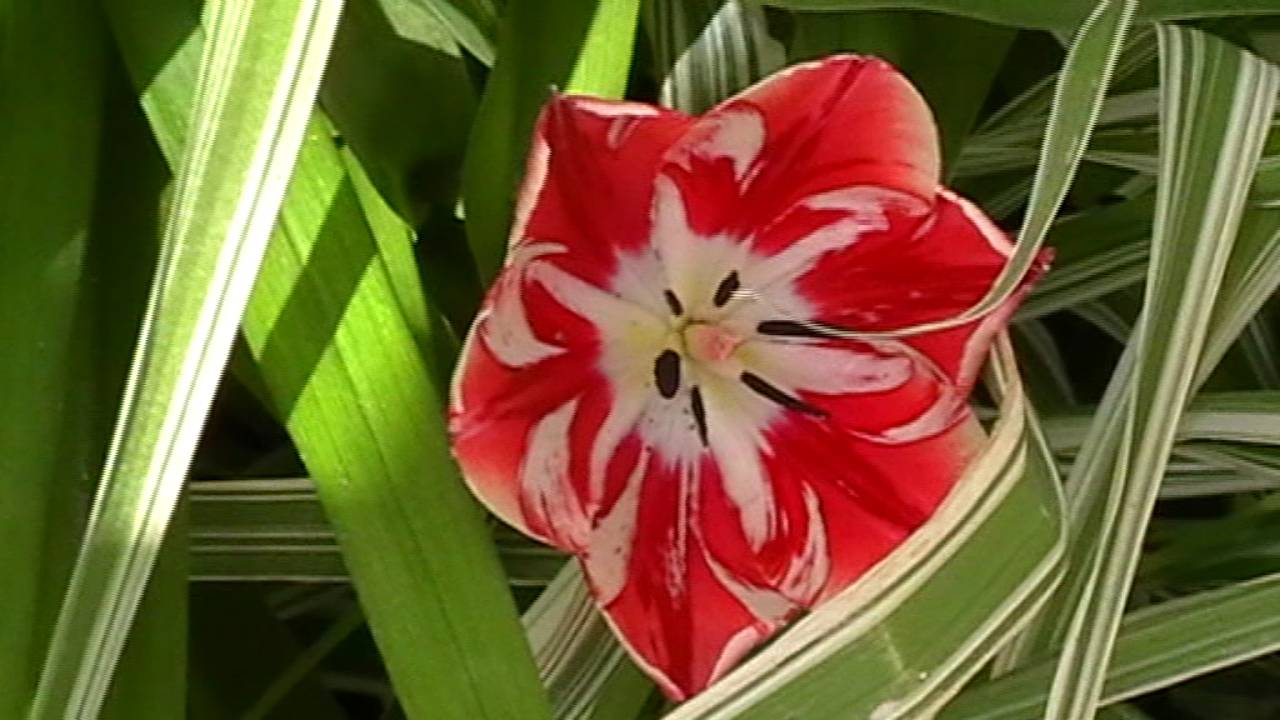 Panasonic SDR-SW20 Обзор-видео тест №4 : Из больницы ранним утром в мае