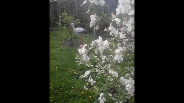 БЕЛАЯ ВЕСНА....