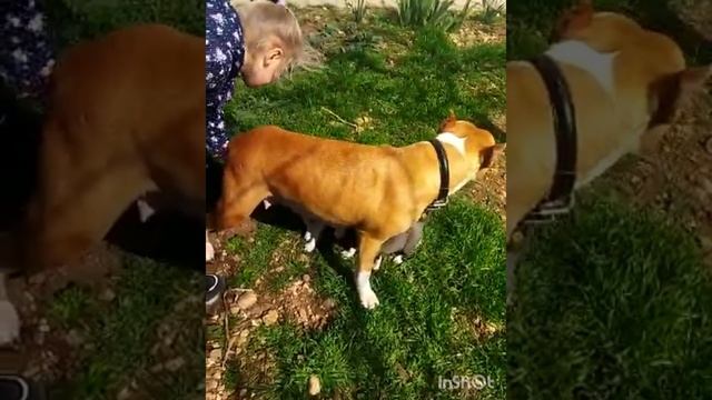 69 Можно ли выгуливать щенка до прививок?