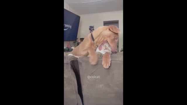 Кошки против собак