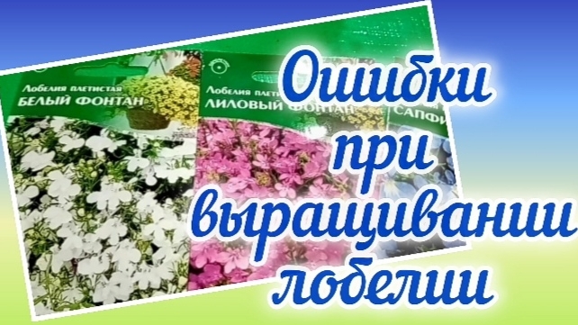 Лобелия в рассаде. Нужно ли прищипывать? 🤔