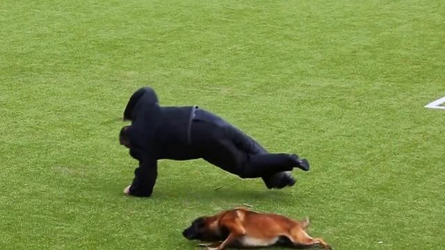 Лучшие атаки полицейских собак из Голландии