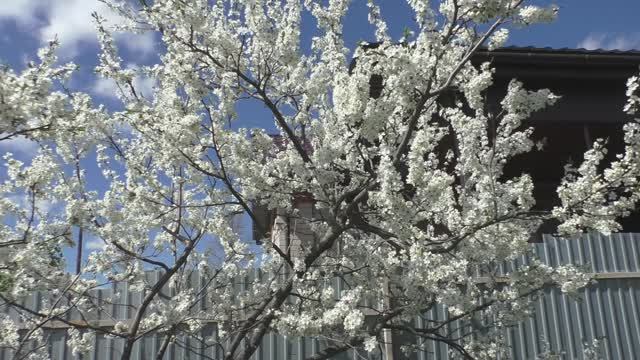 Я на даче 03.05.2025