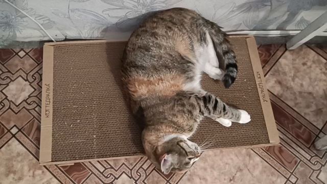 ТоЧте - Кокта не работает 🤣