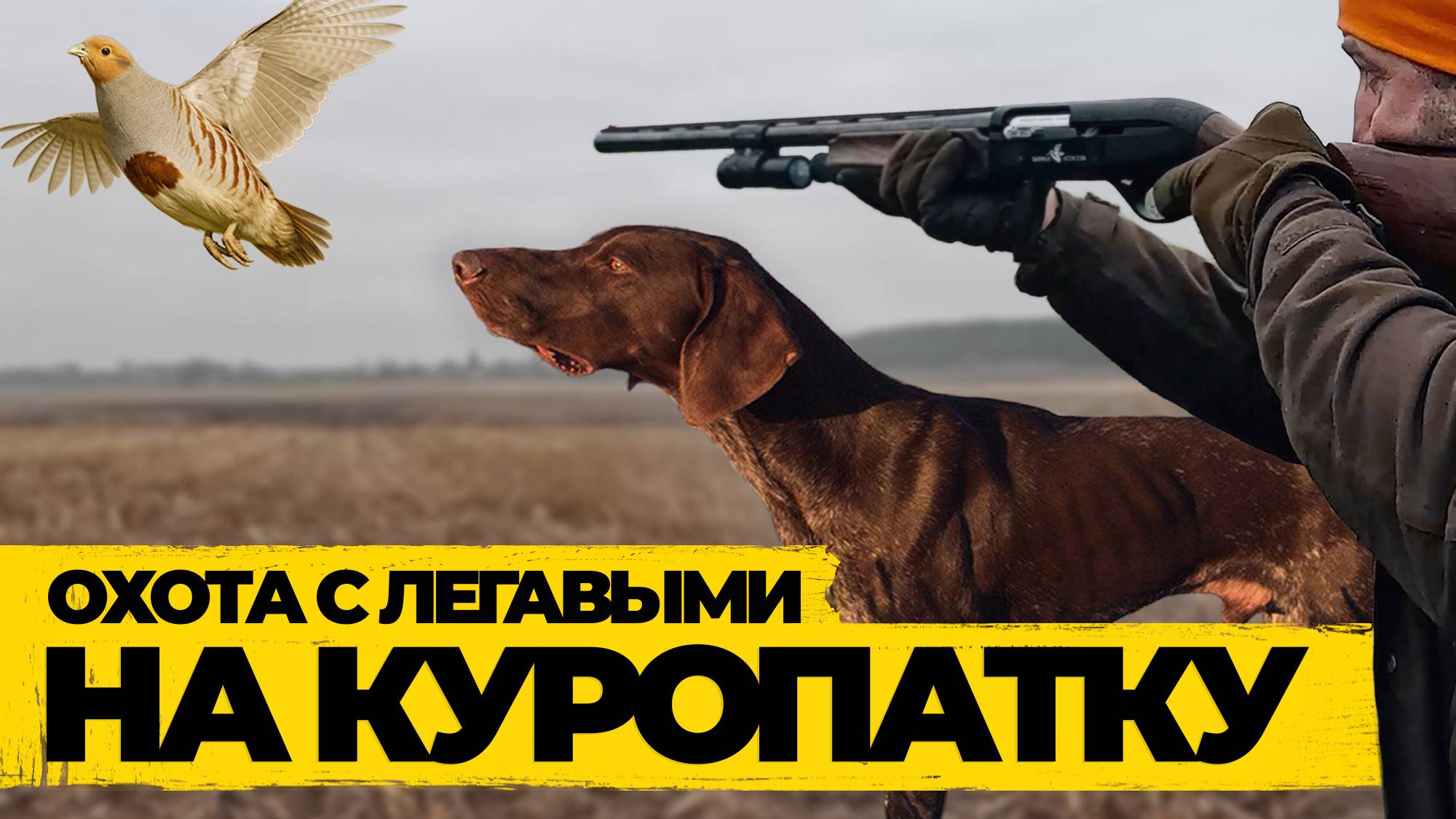 Охотимся на куропатку с легавой.