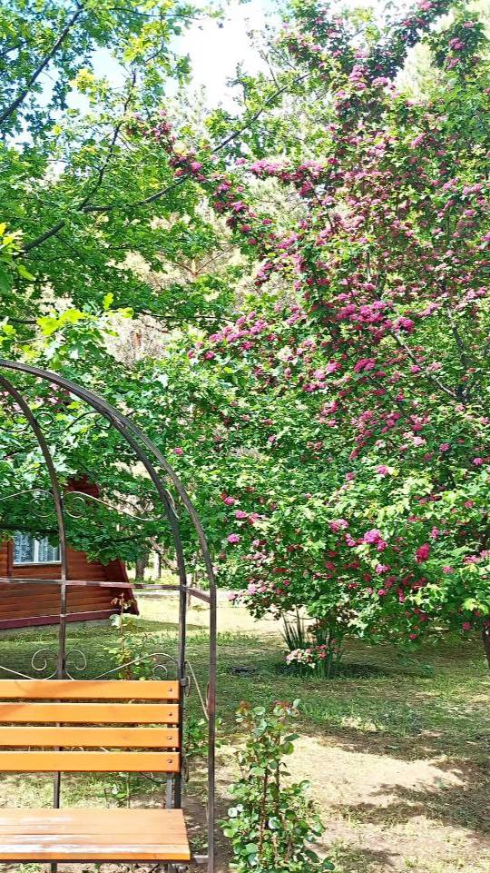 Боярышник цветет в парк-отеле Осинки... Птицы поют... Веснааа!