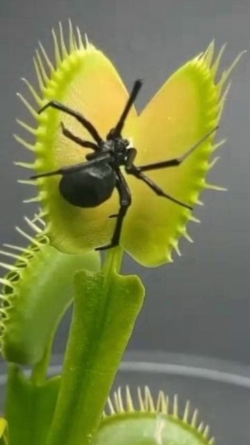 Паук попал в ловушку