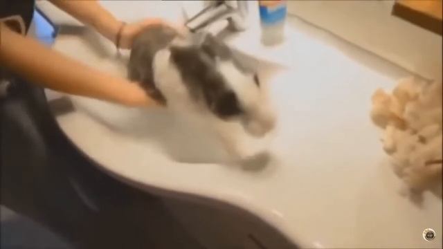 смешные животные часть 4