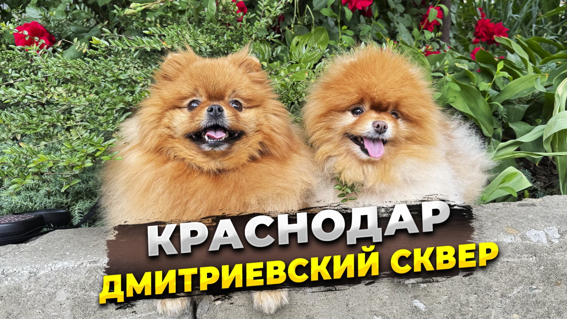 Краснодар, Дмитриевский сквер. Лечим аллергию у шпица. Ветклиники Доверие, Биосфера