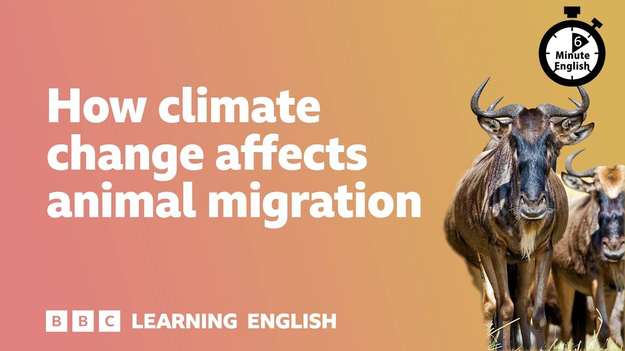 How climate change affects animal migration ⏲️ 6 Minute English