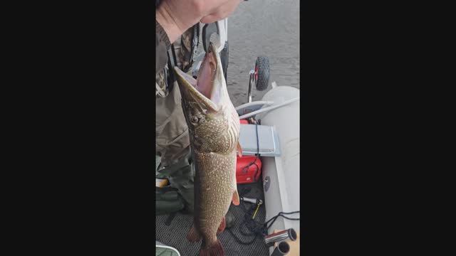 Щука на 10кг ! ловля щуки в июле на воблеры поппер и хорватское яйцо,  река Пур ЯНАО