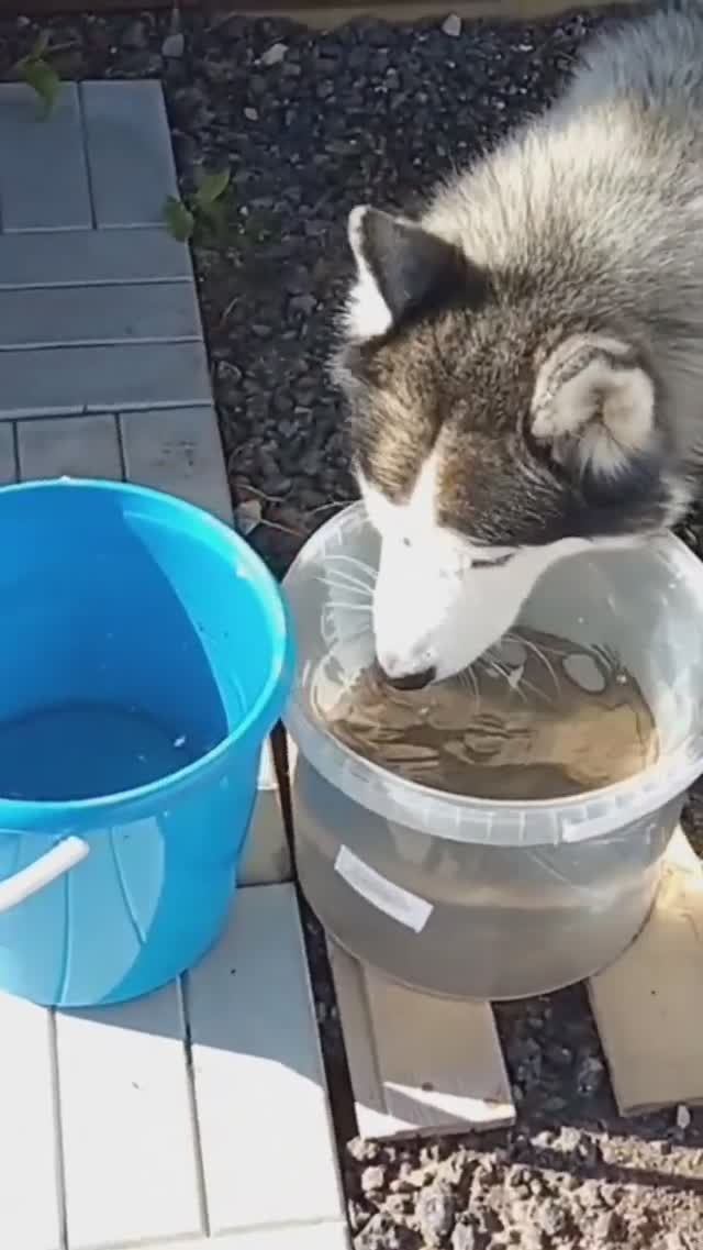 Сибирский хаски и вода. | 🍀 Строю САМ