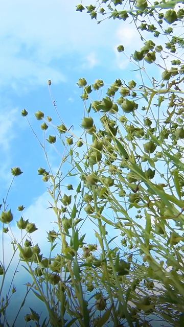 Масло алтайского льна