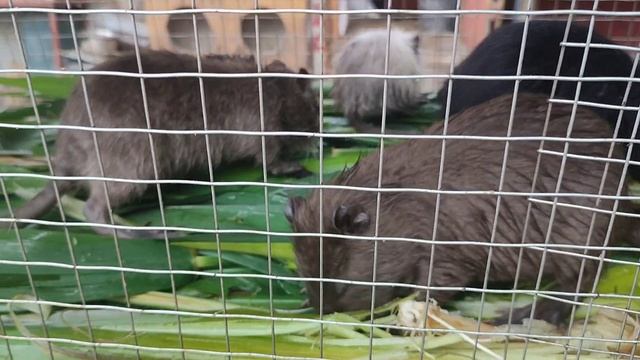 Зелёный день в нашем подсобном хозяйстве. Уборка территории.