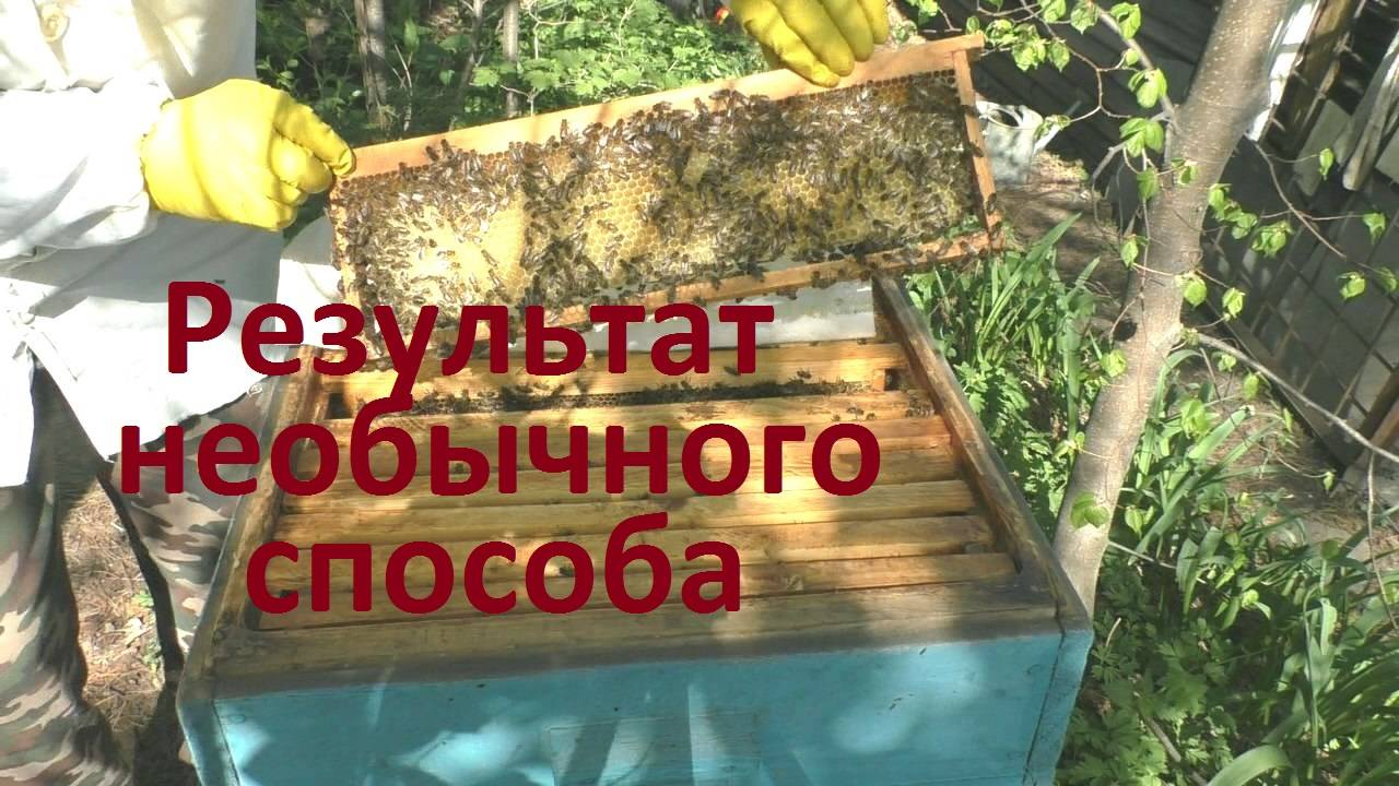 Гнезда пчел весной расширил магазинами и что получилось