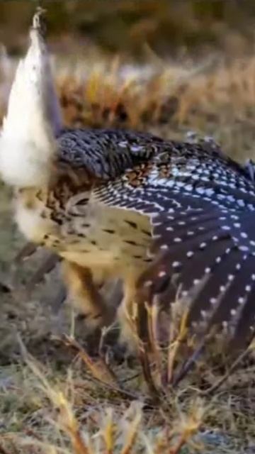 Два тетерева на току