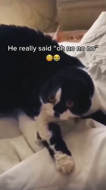 Забавные коты😸🐈