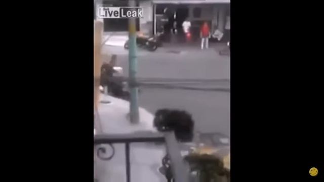 смешные животные часть 2