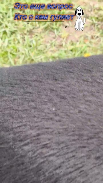 #Shorts Я просто отдыхаю как и ты! #домвдеревне#животные